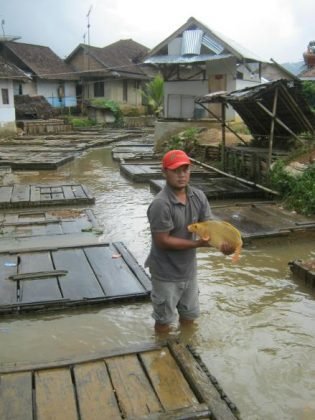 Desa Citorek Timur Kembangkan Budidaya Ikan Mas dan Destinasi Wisata ...